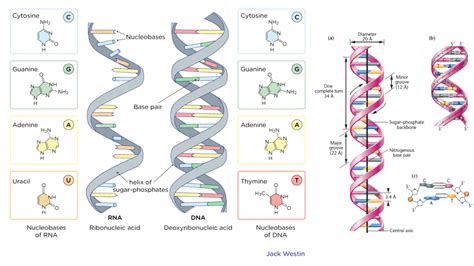 Nucleotide Biosynthesis Pathways Salvage Pathway And De Novo Synthesis Biology Notes Online