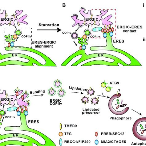 A Model For Ergic Eres Contact Function In Autophagosome Precursor Download Scientific Diagram