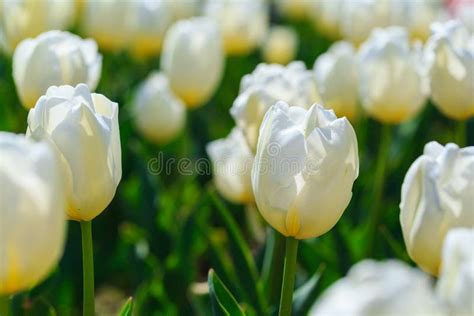 Beautiful Fresh White Tulips In The Flower Garden Spring Flowers Stock