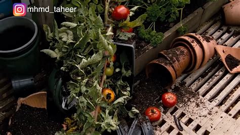 بنت اتولدت ووشها كله شعر By ‎فيلم في الخمسينة طاهر‎ Facebook