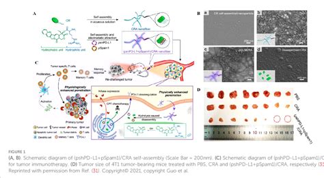 Figure 1 From Nanomaterials A Powerful Tool For Tumor Immunotherapy