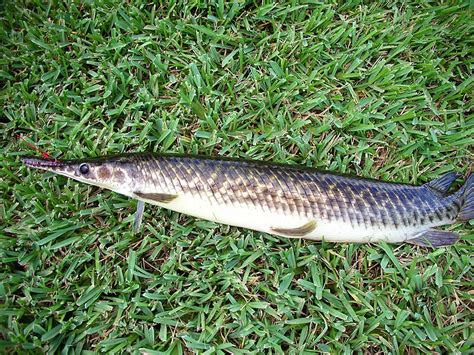 Florida Gar Wikipedia