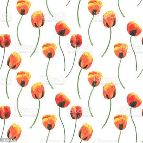 흰색 배경에 수채화 빨간 양귀비 꽃 원활한 패턴 손 그리기 그림입니다 직물 벽지 인쇄에 적합합니다 0명에 대한 스톡 벡터 아트 및 기타 이미지 Istock