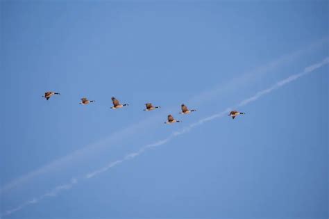 How To Migrate Gitlab Groups And Projects More Efficiently Kitija Banele