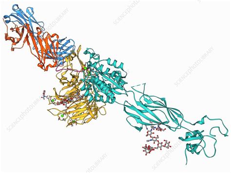 Integrin And Fibrinogen Complex Molecule Stock Image F006 9649