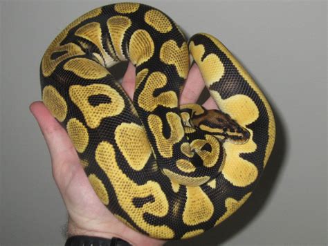 How Do You ID Orange Dream In Pastels Ball Pythons MorphMarket Reptile Community