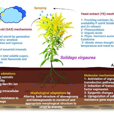 Major Components Of Yeast Extract Download Scientific Diagram