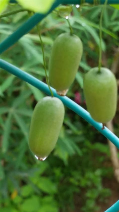 Warisan Petani Pokok Timun Tikus 2