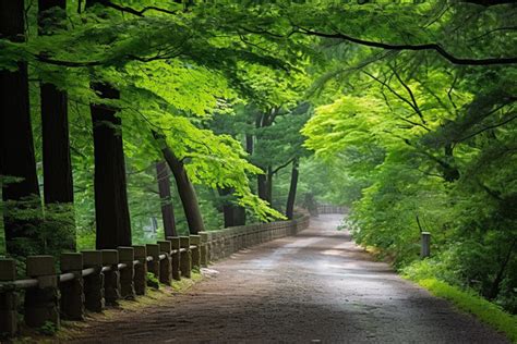 나무로 둘러싸인 푸른 숲을 통과하는 포장된 길 경기도 계절 국립 수목원 배경 일러스트 및 사진 무료 다운로드 Pngtree