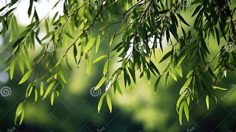 Vibrant Willow Tree Leaf Stock Illustration Illustration Of Natural