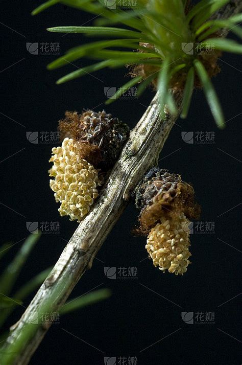 女性 落叶松 落叶松属蜕膜