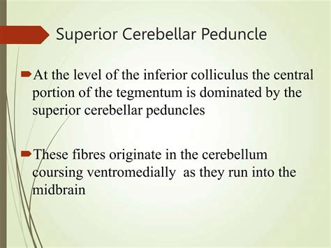 Midbrain Anatomy Points Functions Noges Ppt