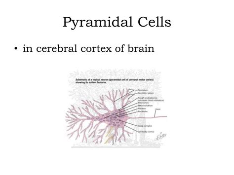 Pyramidal Cells Definition At Timothy Stump Blog