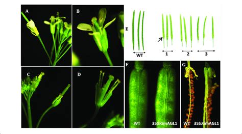 Abnormal Morphology Of Flowers And Siliques In 35s Gmagl1 Transgenic