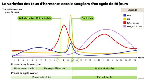 Les Hormones Féminines Et Le Cycle Menstruel Cipqqw