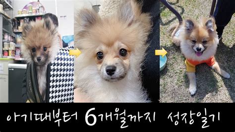 포메라니안 아기때부터 6개월까지 성장과정ㅣ강아지 성장일기ㅣ포메 원숭이시기ㅣ토리는 폭풍성장 중 Youtube
