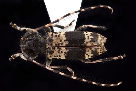 ヒトオビアラゲカミキリINSECT Minoh City