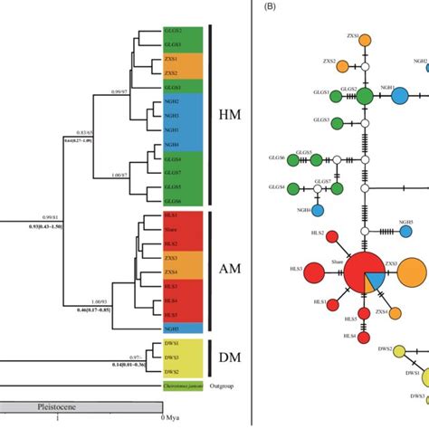 A Ultrametric Tree Showing Phylogenetic Relationships And Divergence