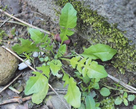 红花荠菜 红花荠菜花图片欣赏 红荠菜图片欣赏 大山谷图库