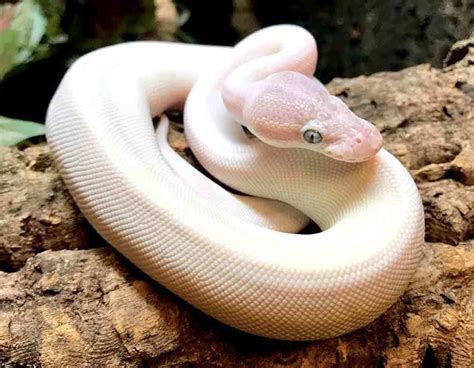 Blue Eyed Leucistic Ball Python For Sale Reptiles Heaven