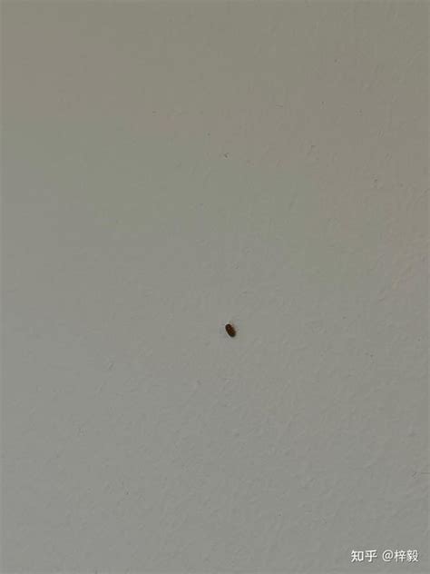 这种圆形小飞子是什么虫怎么消灭 知乎