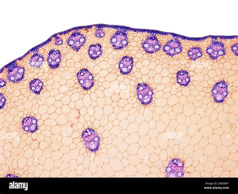 Monocot Stem Vascular Arrangement Light Micrograph Lm Of A Section Of Monocot Stem Vascular