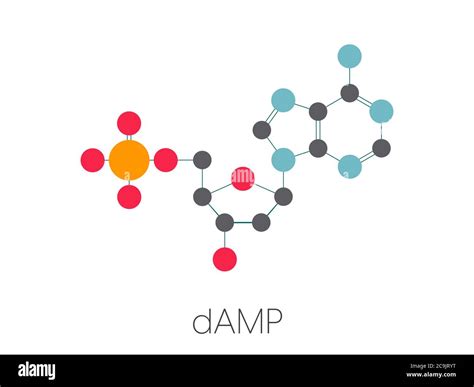 Deoxyadenosine Monophosphate Damp Nucleotide Molecule Dna Building Block Stylized Skeletal