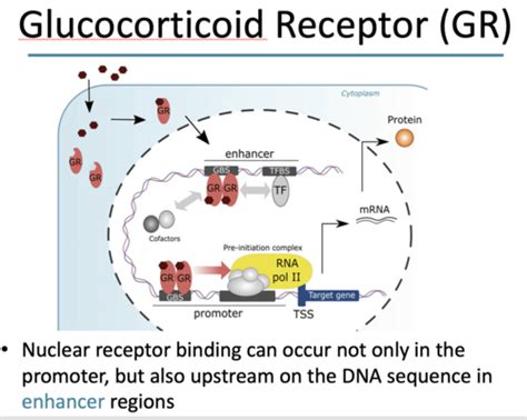 Nuclear Receptors Flashcards Quizlet