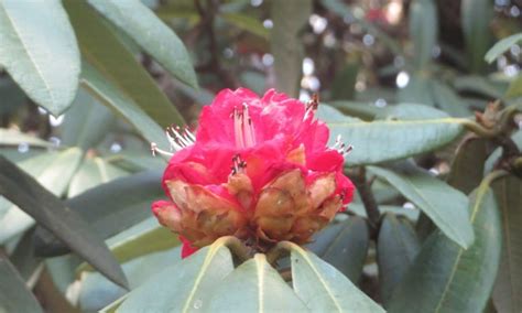 Collaboration Call The Chemical Composition Of Liquorice Glycyrrhiza