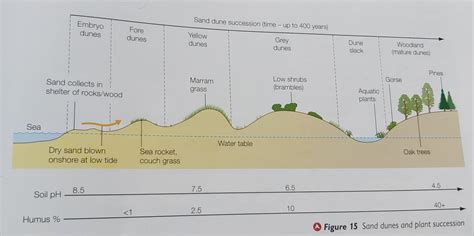 Dune Diagram