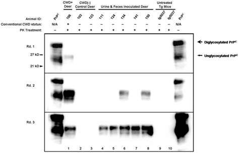 Conventionally Negative Tissues From Deer Orally Exposed To Urine And Download Scientific