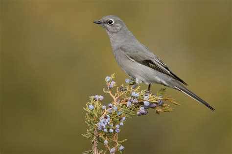 Advice For Identifying Townsends Solitaire Birdwatching