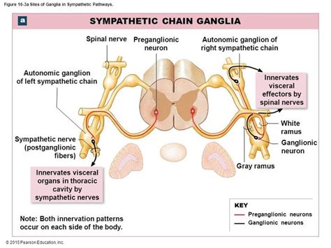 Sympathetic Chain Ganglion Diagram Anatomy And Physiology Neurons Physiology