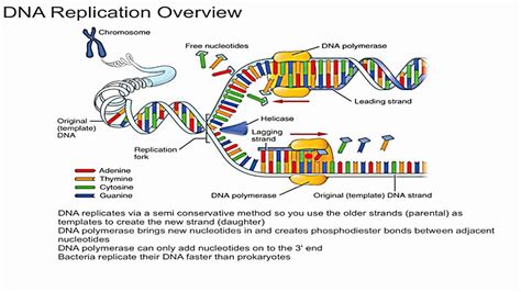 dna replication overview youtube