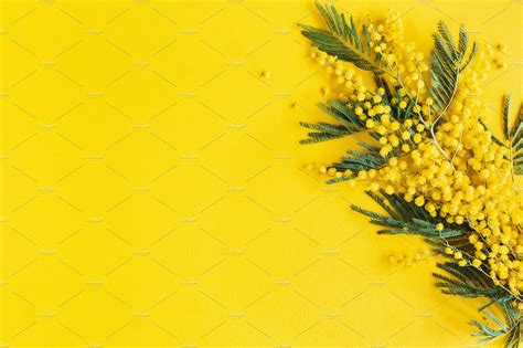 Top 999 Mimosa Flower Wallpaper Full Hd 4k Free To Use