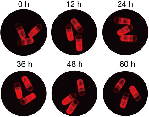 New Mrna Pill Bypasses Injections For Gut Targeted Therapy