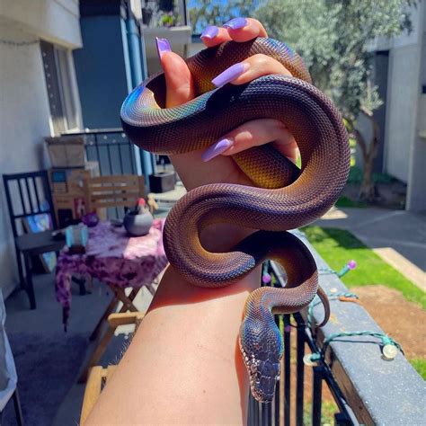 🐍white Lipped Python Rsneks