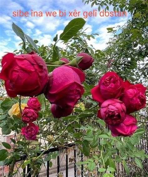 Що е то Удостоверение за Търпимост и Кому е необходимо By Юлия Николова Адвокат