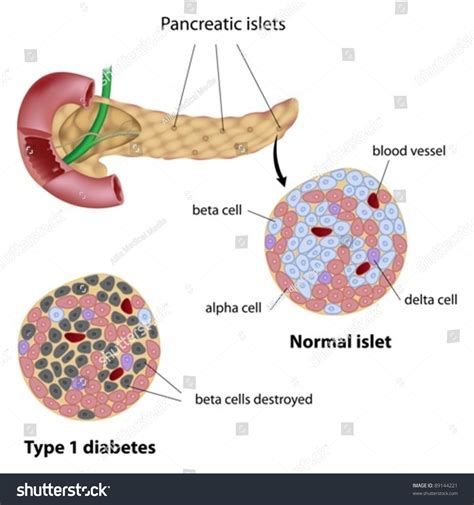 Acinar Cells And Islets Of Langerhans