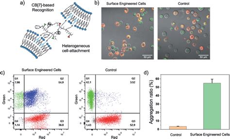 a schematic illustration of the heterogeneous cell cell attachment