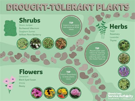 Drought Tolerant Plants Info Sheet