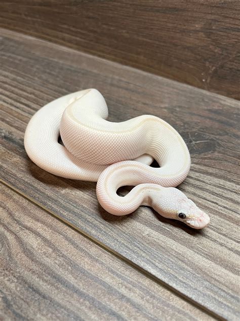 Mystic Lesser Ball Python By Limbitless Exotics Morphmarket