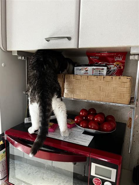 あっちの猫 こっちの猫 ちーたさんさんの猫日記