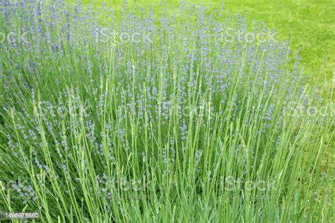 야생 라벤더 집 밖에서 자라는 다양한 색조의 라벤더 라벤더 0명에 대한 스톡 사진 및 기타 이미지 0명 개념 개념과 주제 Istock