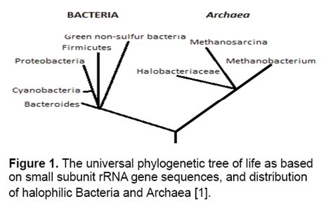 Halophiles Diagram