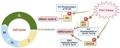 Graphical Illustration Of Pim1 Kinase Role During The Cell Cycle G1s