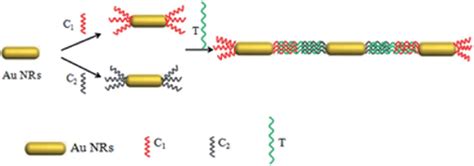 Scheme 2 Schematic Of End To End Self Assembly Download Scientific