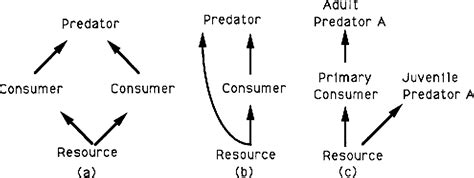 Intraguild Predation The Dynamics Of Complex Trophic Interactions Semantic Scholar