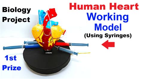 Human Heart Working Model Using Syringes And Slow Motor For Science Exhibition Diy Science
