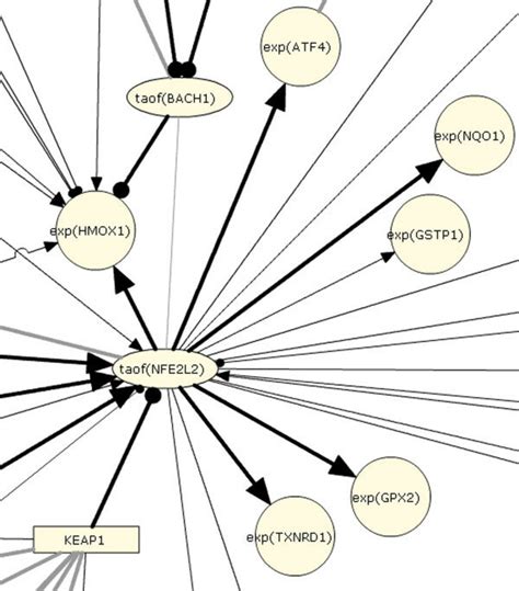 Network Model Detail A Portion Of The Network Model Surrounding NRF2 Download Scientific